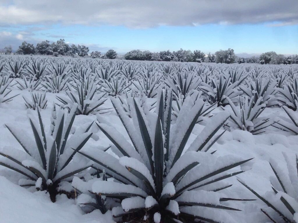 Blue Agave Endangered by Highlands Snow - Experience Agave