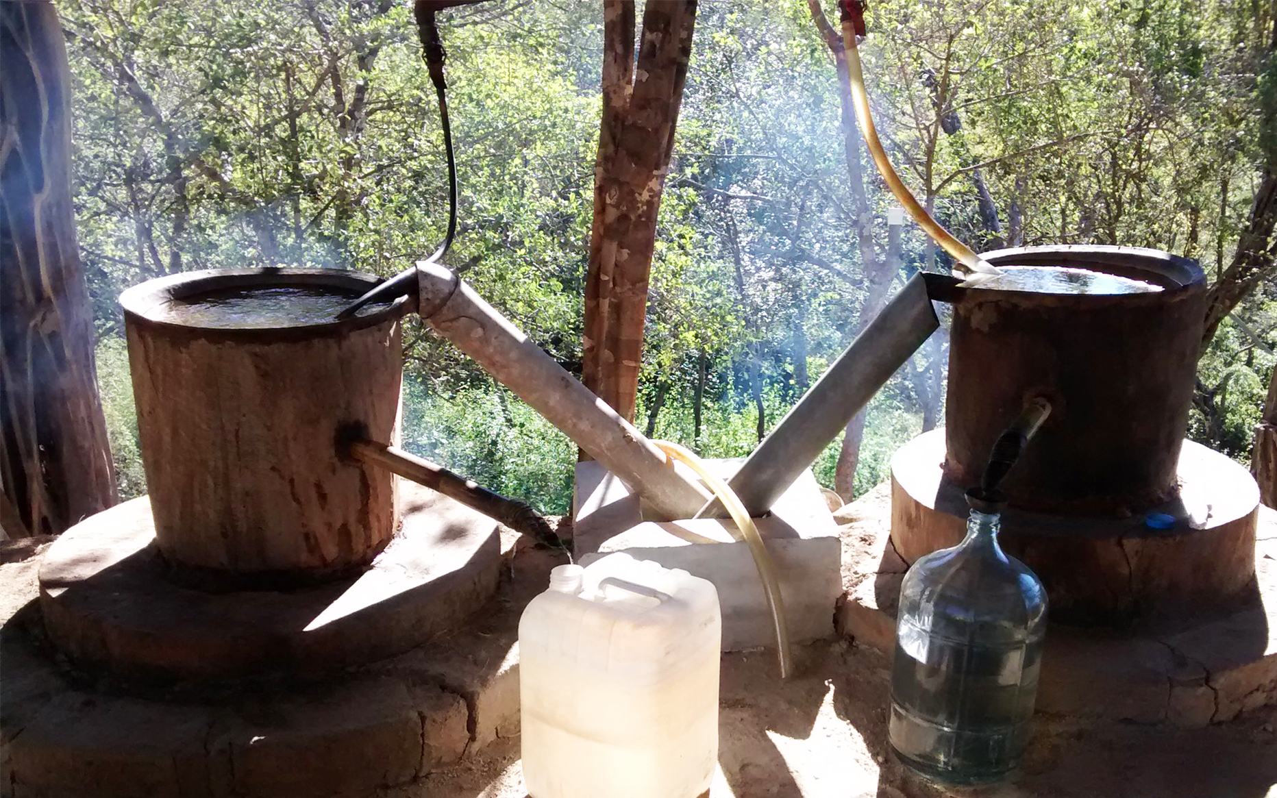 Raicilla Basics - Experience Agave