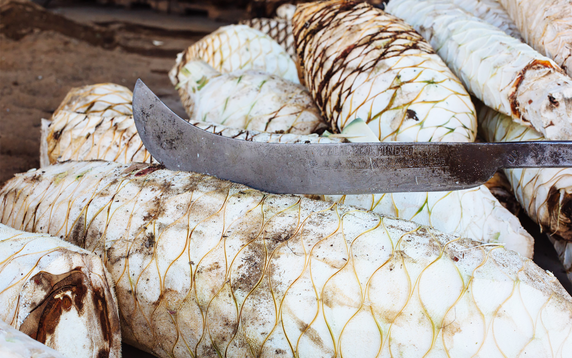 Mezcal Basics - Experience Agave