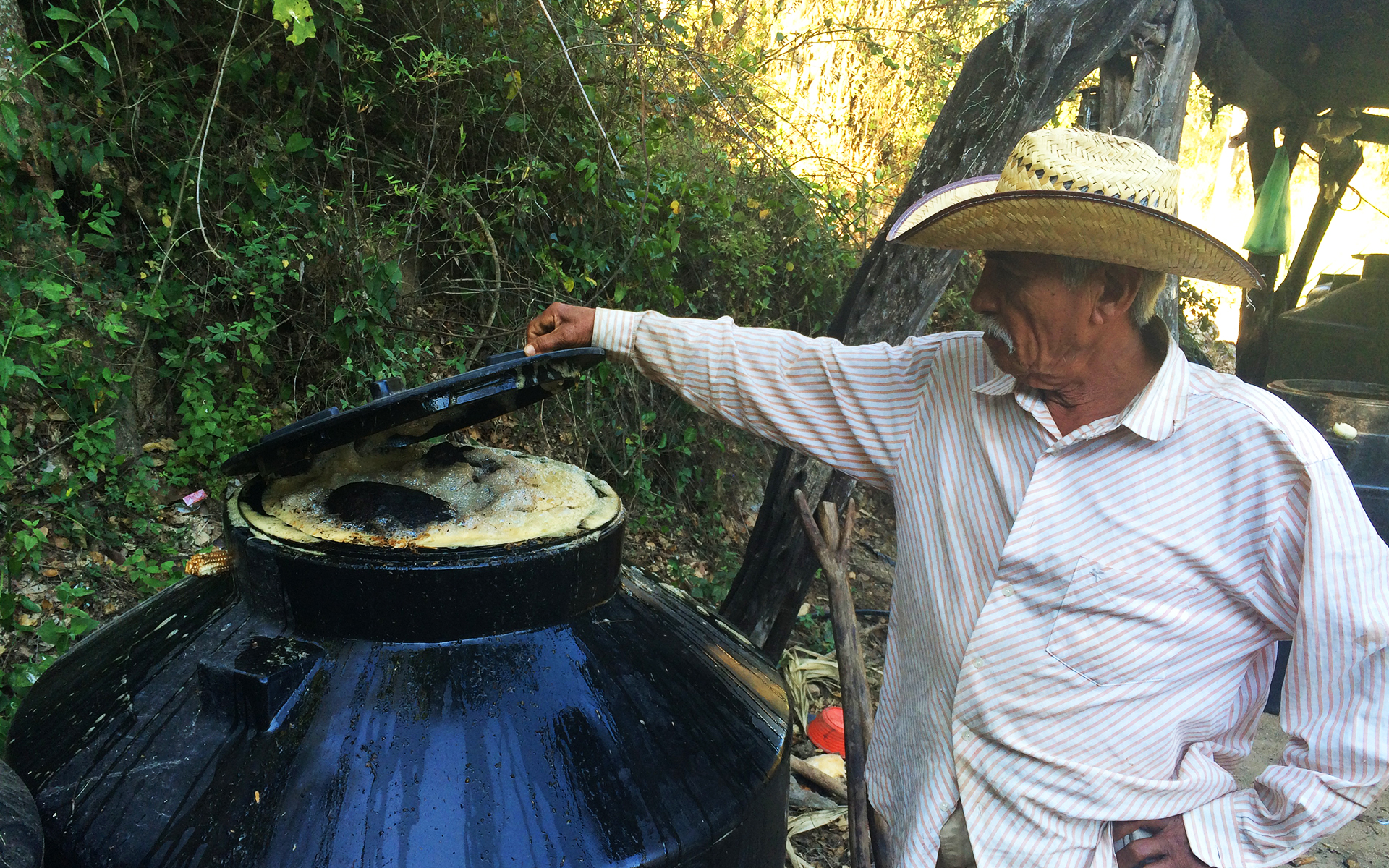 Raicilla Basics - Experience Agave