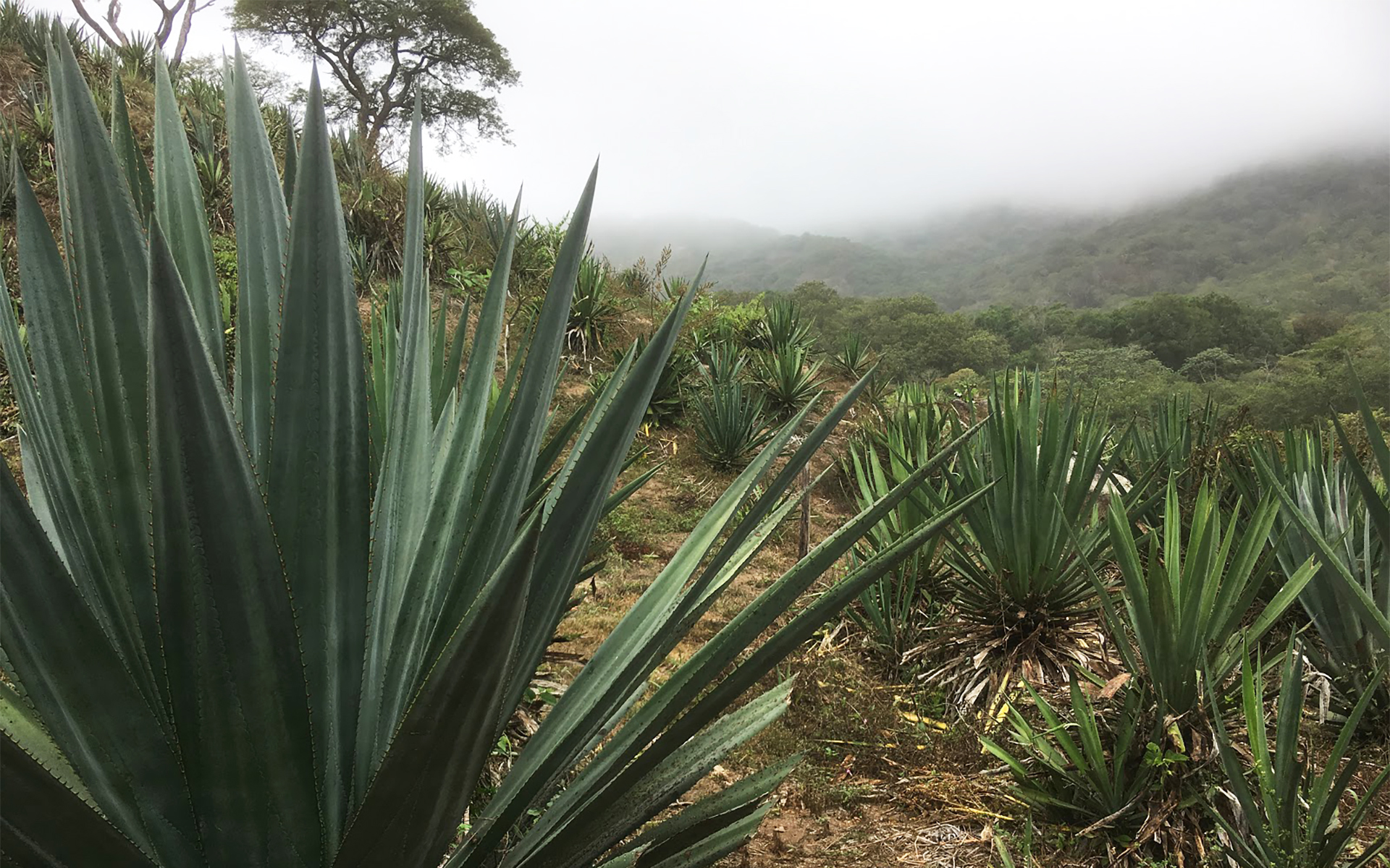 Raicilla Basics - Experience Agave